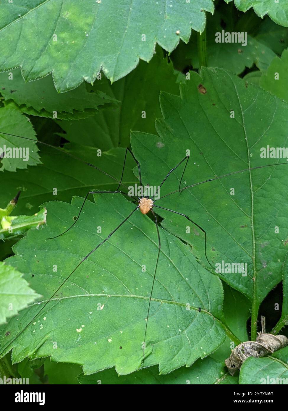 Eastern Harvestman (Leiobunum vittatum Stock Photo - Alamy