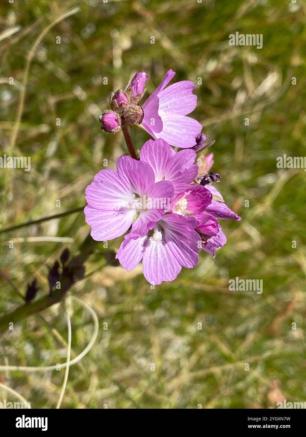 Southern Checkerbloom (Sidalcea sparsifolia Stock Photo - Alamy