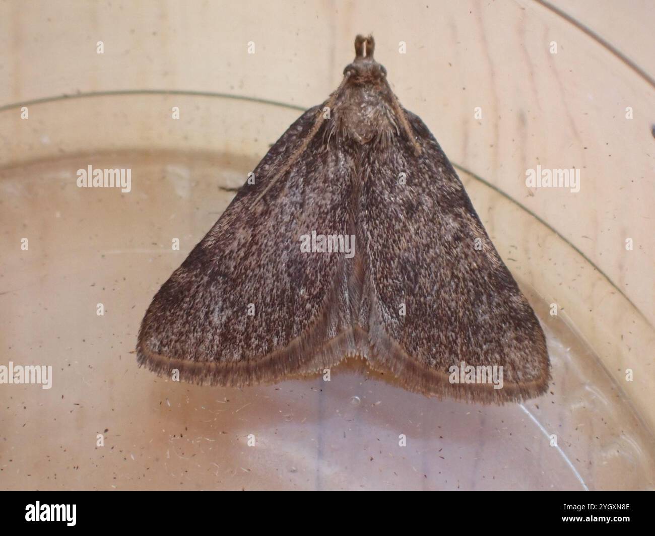 Large Tabby (Aglossa pinguinalis Stock Photo - Alamy