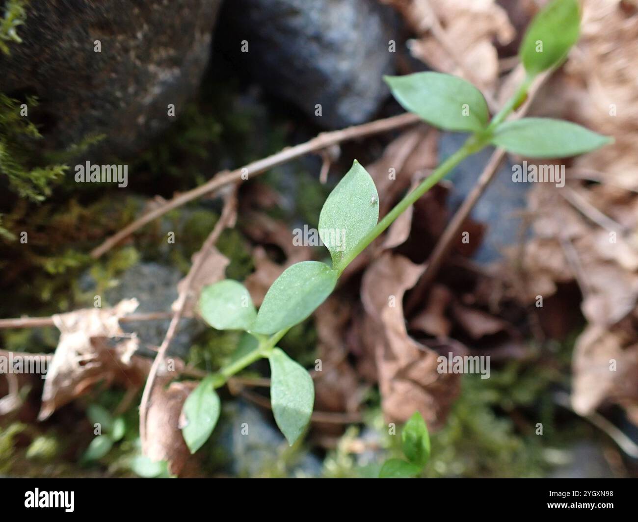 Crisp Starwort (Stellaria crispa Stock Photo - Alamy