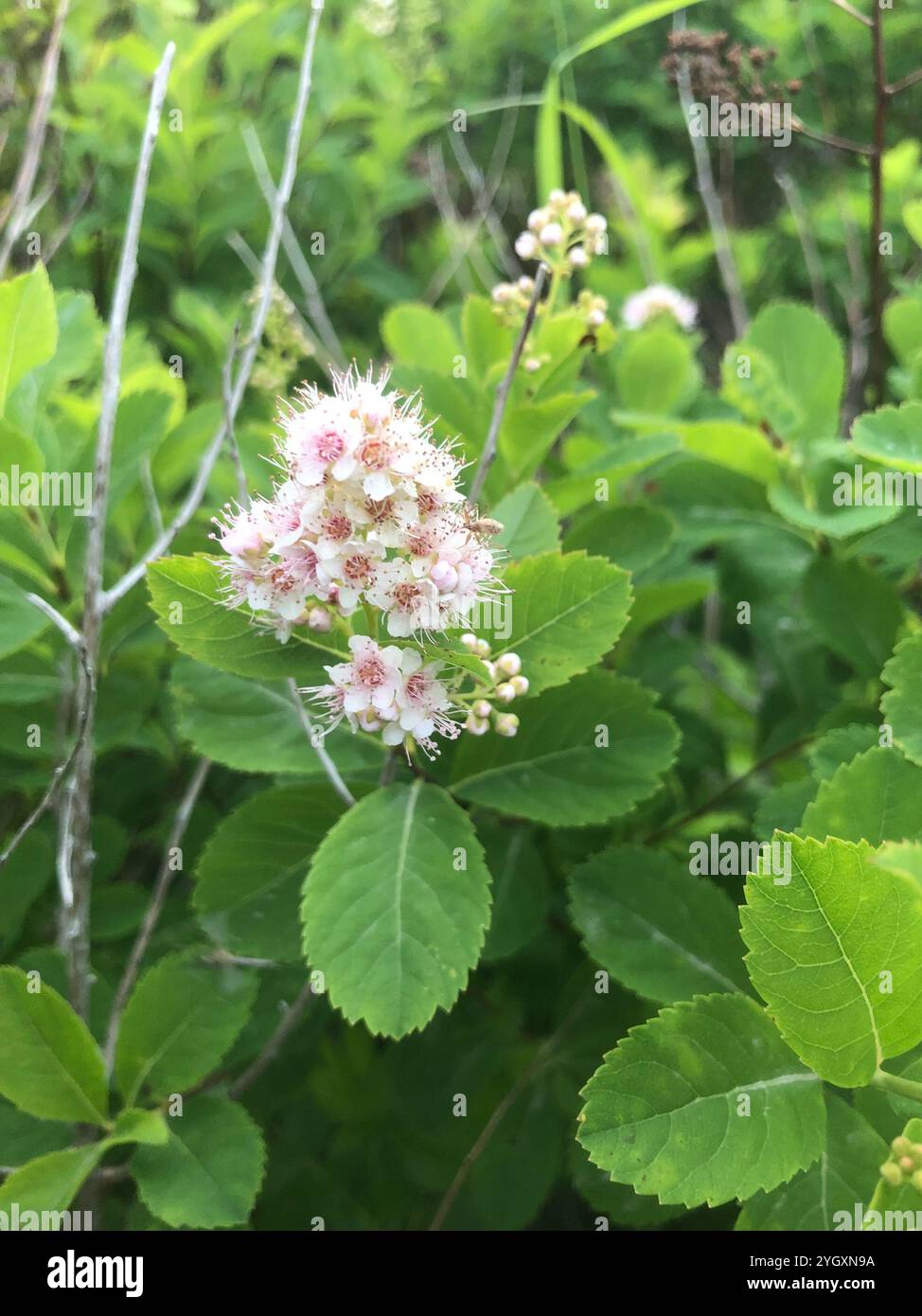 white meadowsweet (Spiraea alba Stock Photo - Alamy