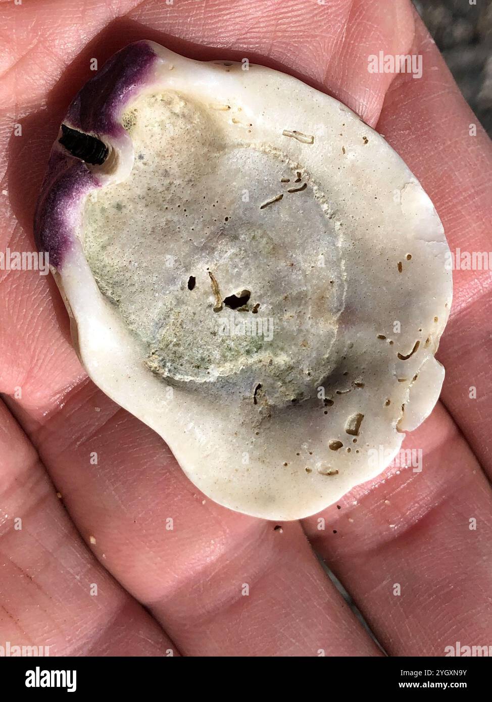 Giant Rock Scallop (Crassadoma gigantea Stock Photo - Alamy