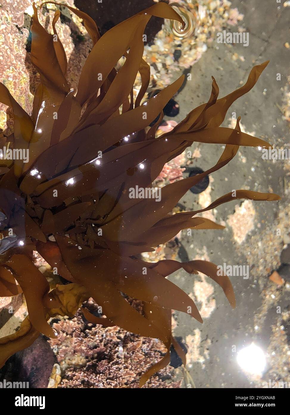 Bleach Weed (Prionitis sternbergii Stock Photo - Alamy