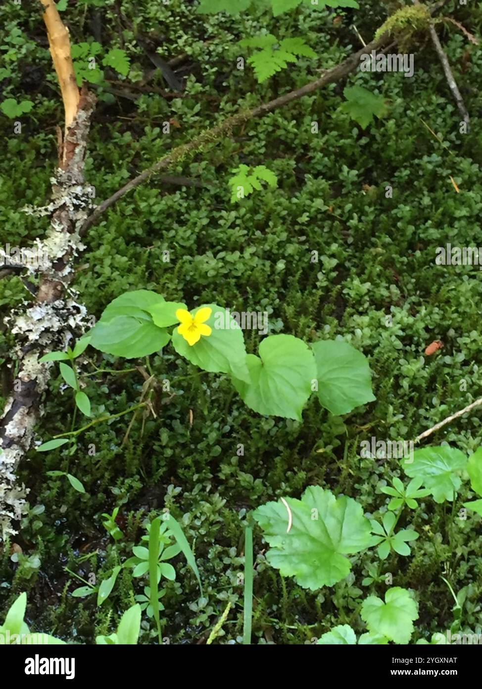 stream violet (Viola glabella Stock Photo - Alamy