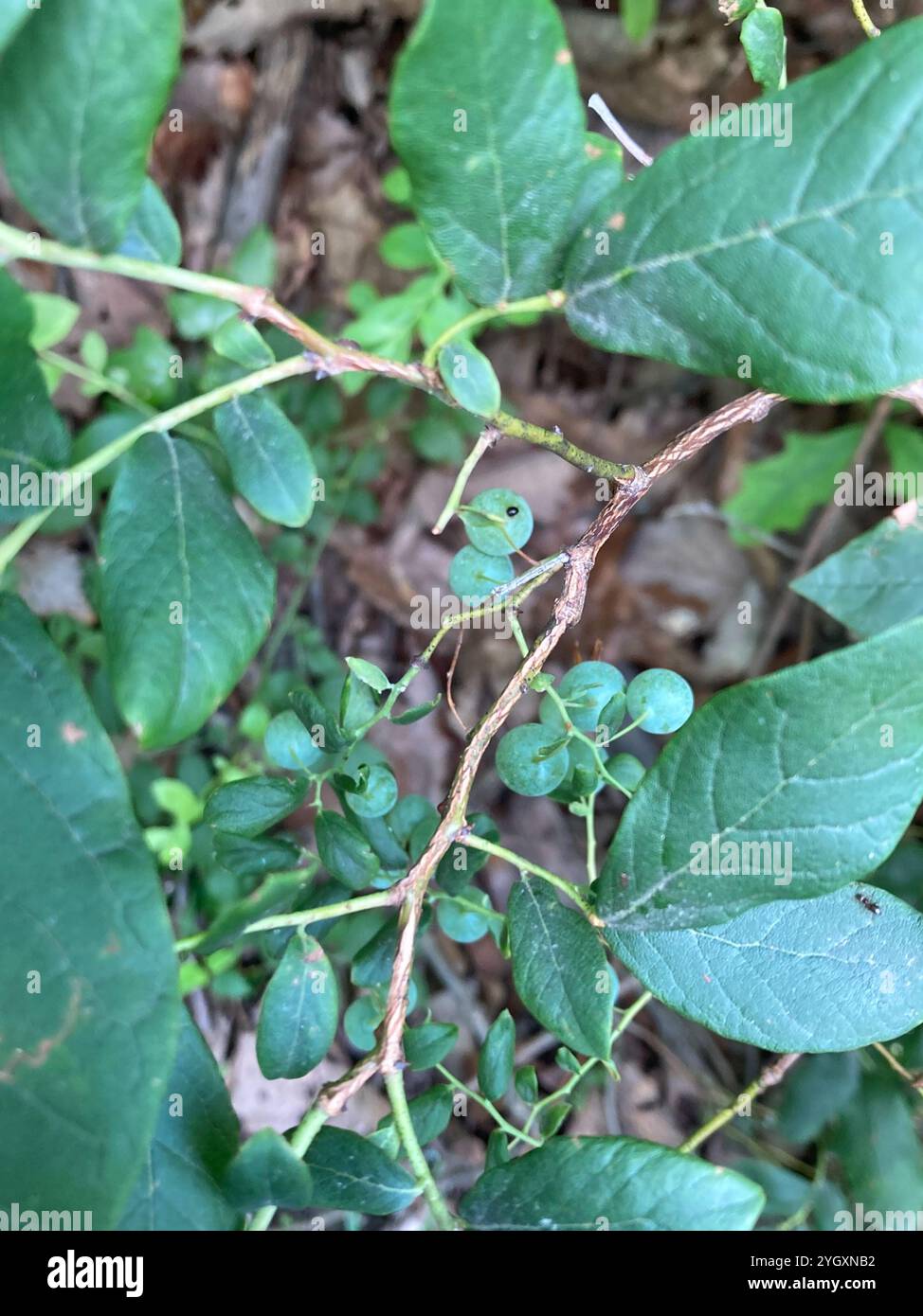 Deerberry hi-res stock photography and images - Alamy