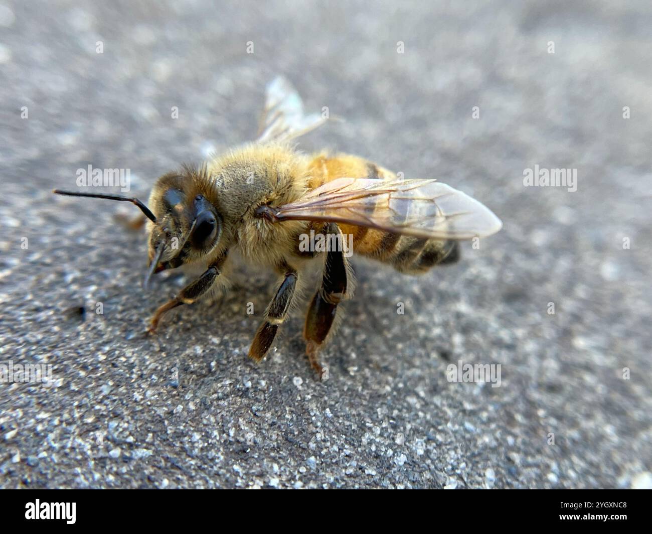 Western Honey Bee (Apis mellifera Stock Photo - Alamy