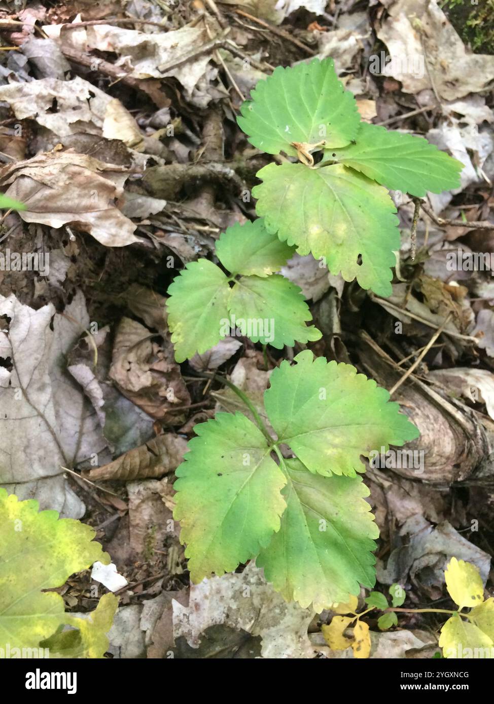 Two-leaved Toothwort (Cardamine diphylla Stock Photo - Alamy