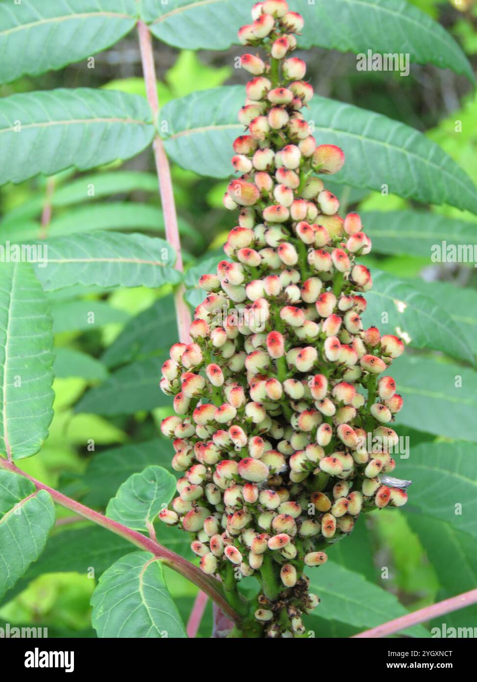 smooth sumac (Rhus glabra Stock Photo - Alamy