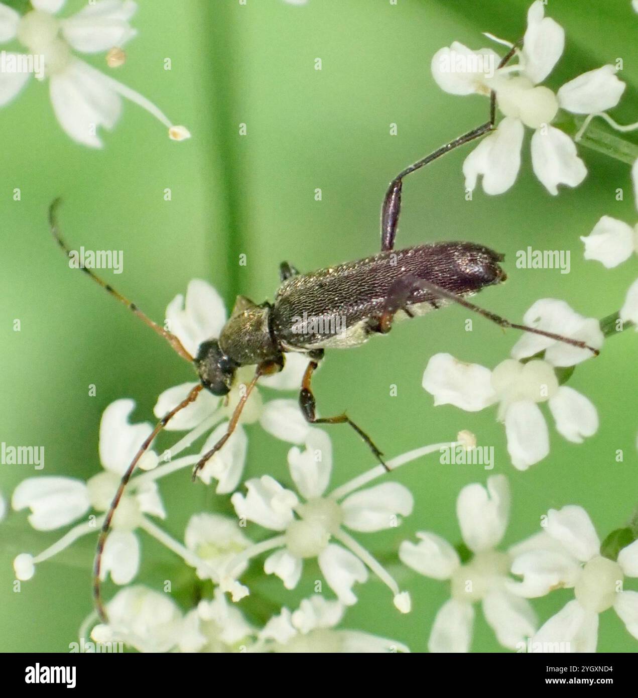 common grammoptera (Grammoptera ruficornis Stock Photo - Alamy