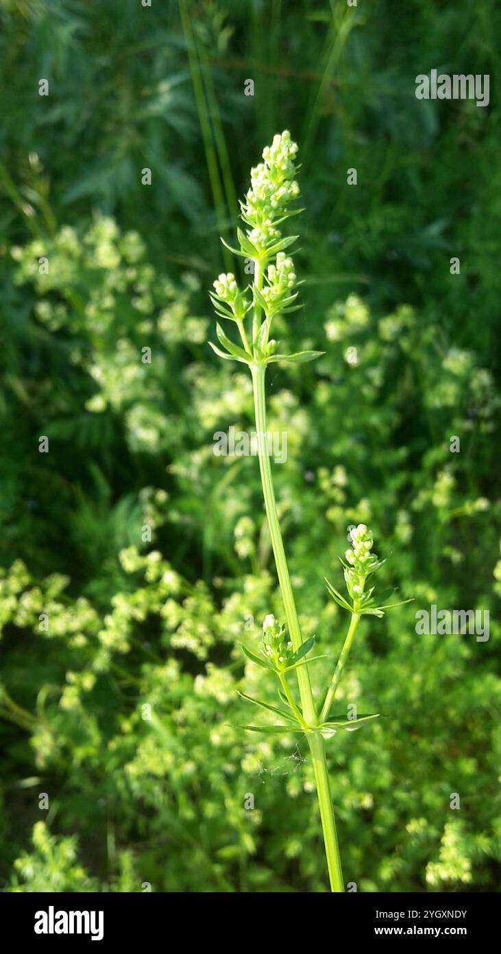 white bedstraw (Galium album Stock Photo - Alamy