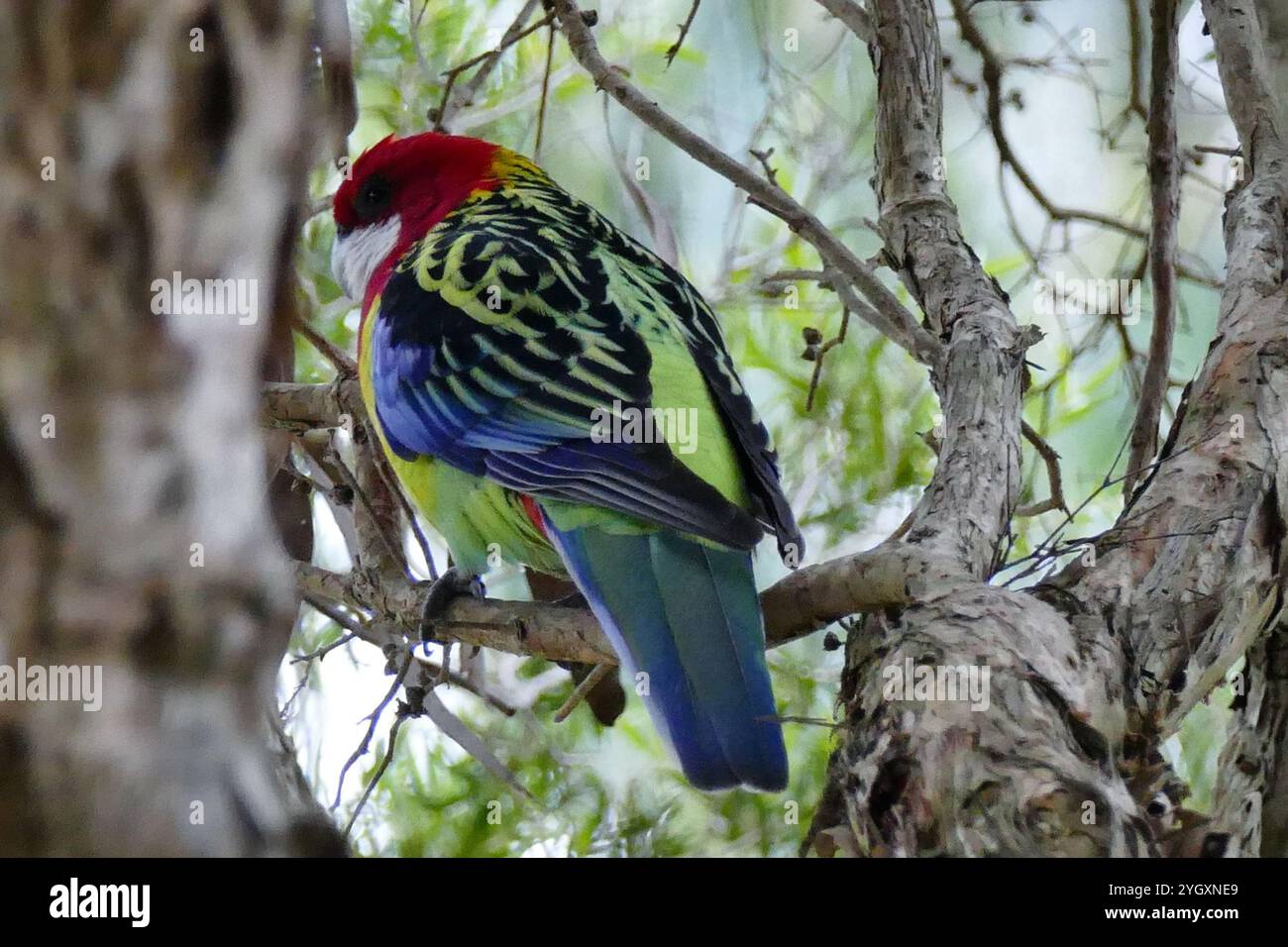Eastern Rosella (Platycercus eximius Stock Photo - Alamy