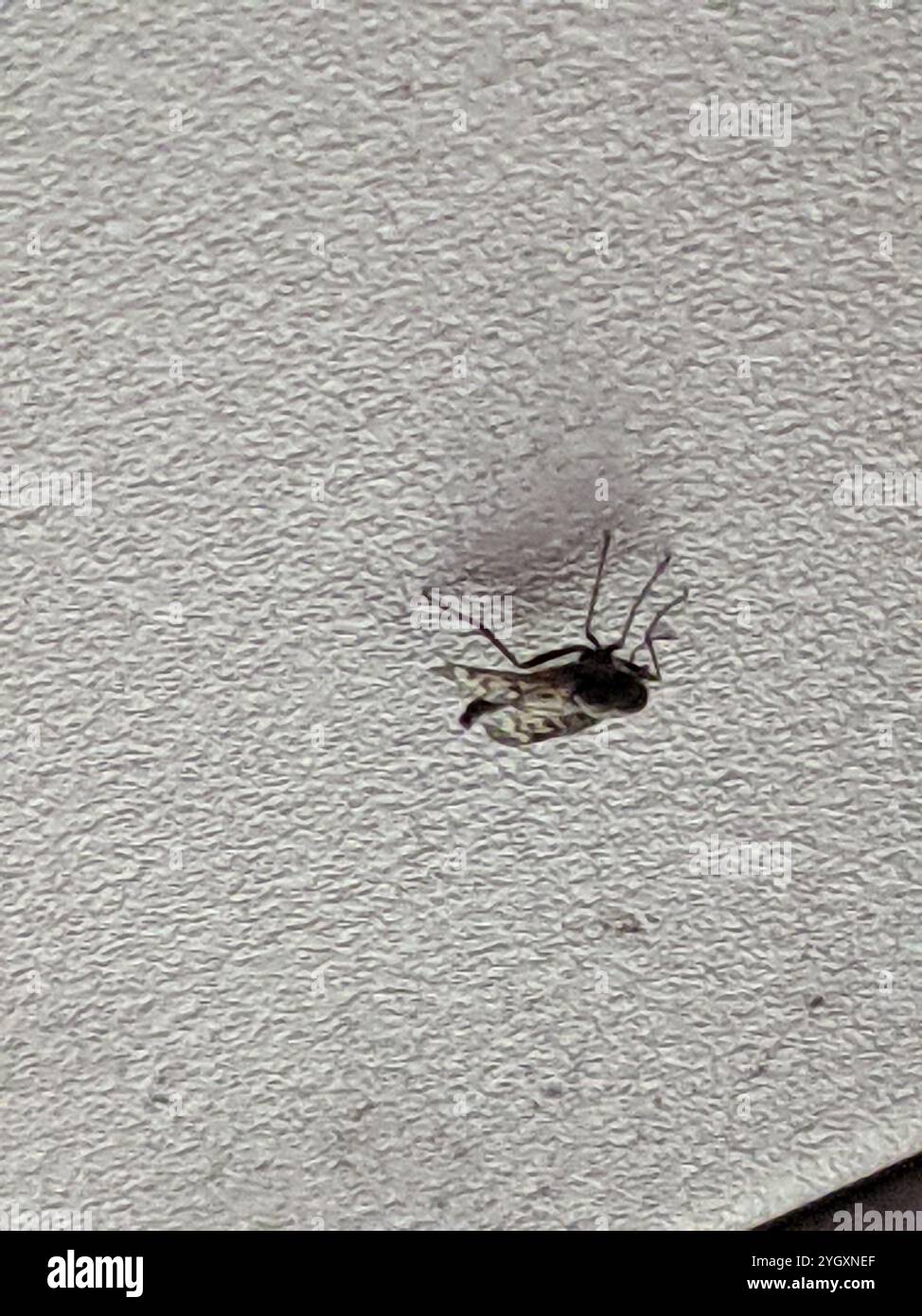 Lesser Variegated Snipe Fly (Rhagio punctipennis Stock Photo - Alamy