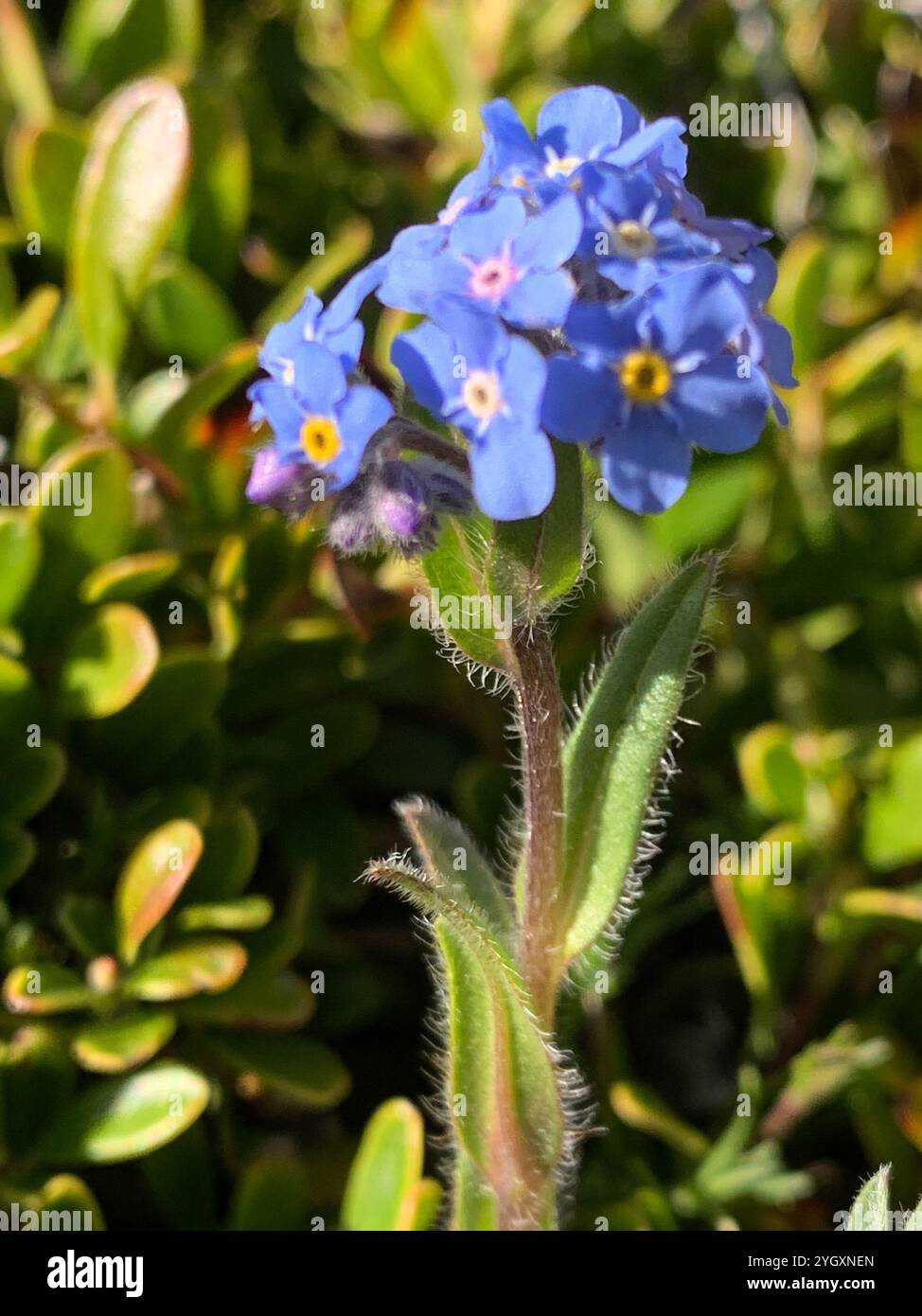 mountain forget-me-not (Myosotis asiatica Stock Photo - Alamy