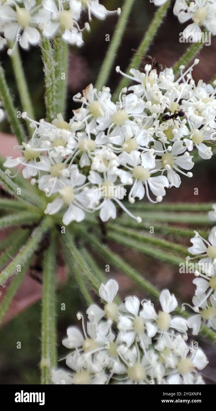 Laserpitium sermountain hi-res stock photography and images - Alamy