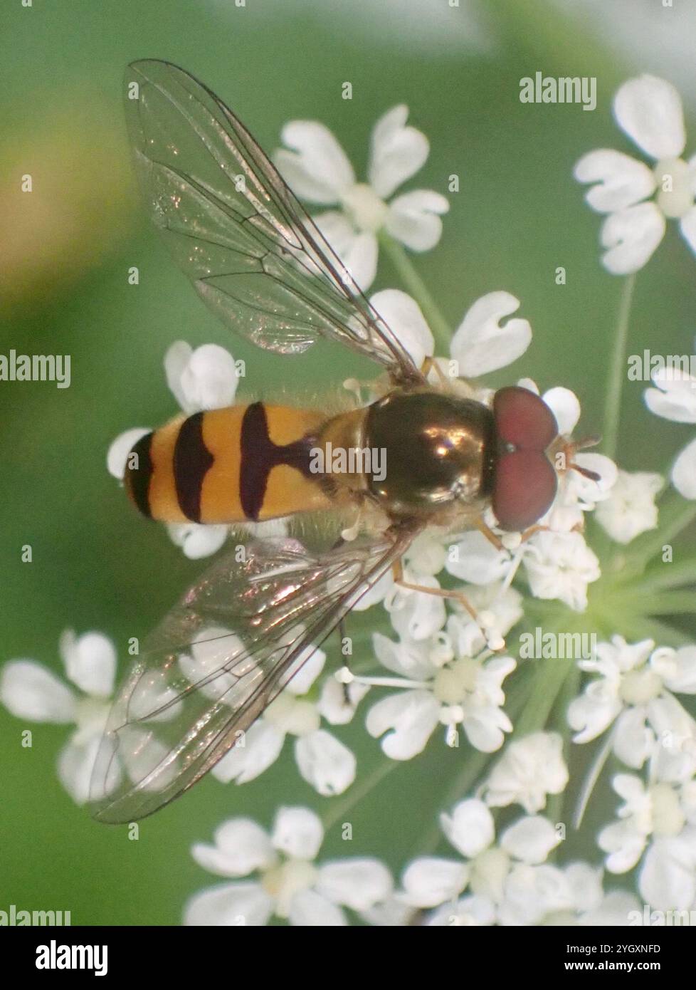 Meliscaeva cinctella hi-res stock photography and images - Alamy