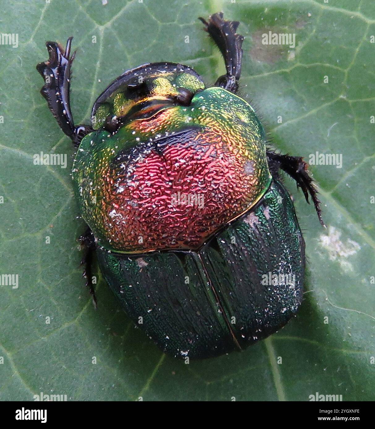 Rainbow Scarab (Phanaeus vindex Stock Photo - Alamy