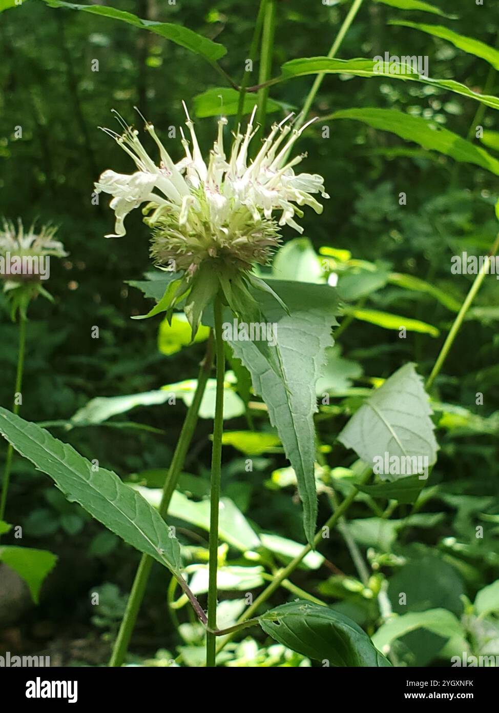 white bergamot (Monarda clinopodia Stock Photo - Alamy