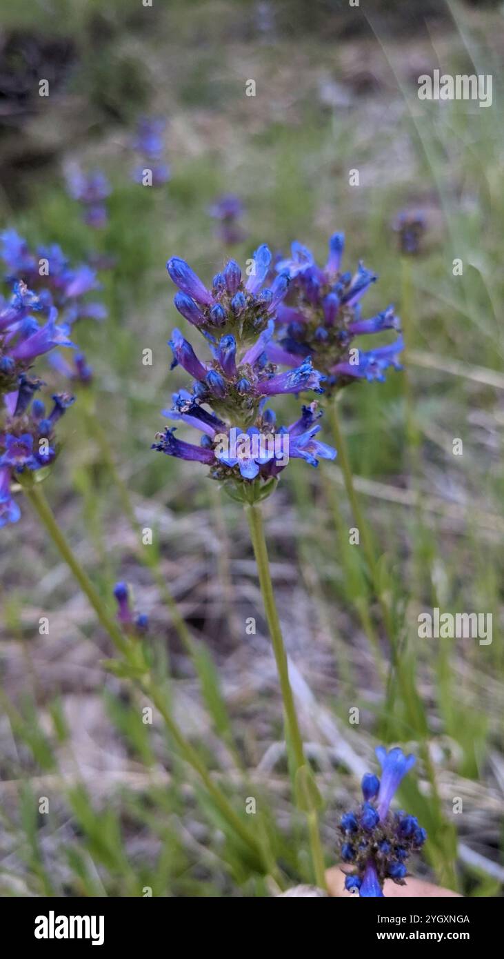 tall beardtongue (Penstemon rydbergii oreocharis Stock Photo - Alamy