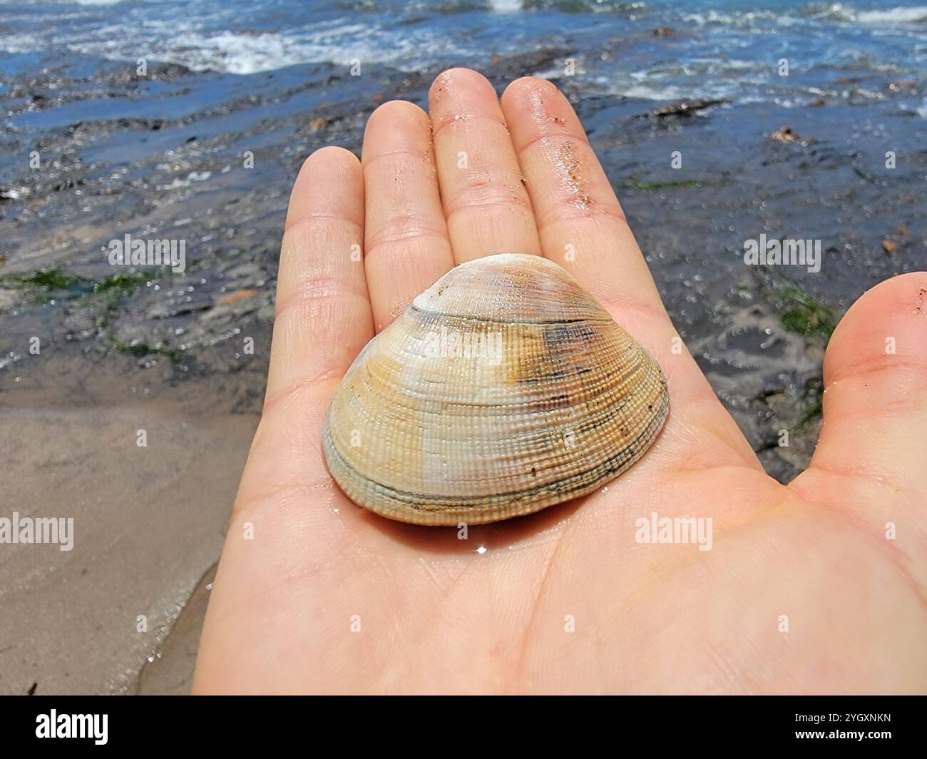 Pacific Littleneck Clam (Leukoma staminea Stock Photo - Alamy