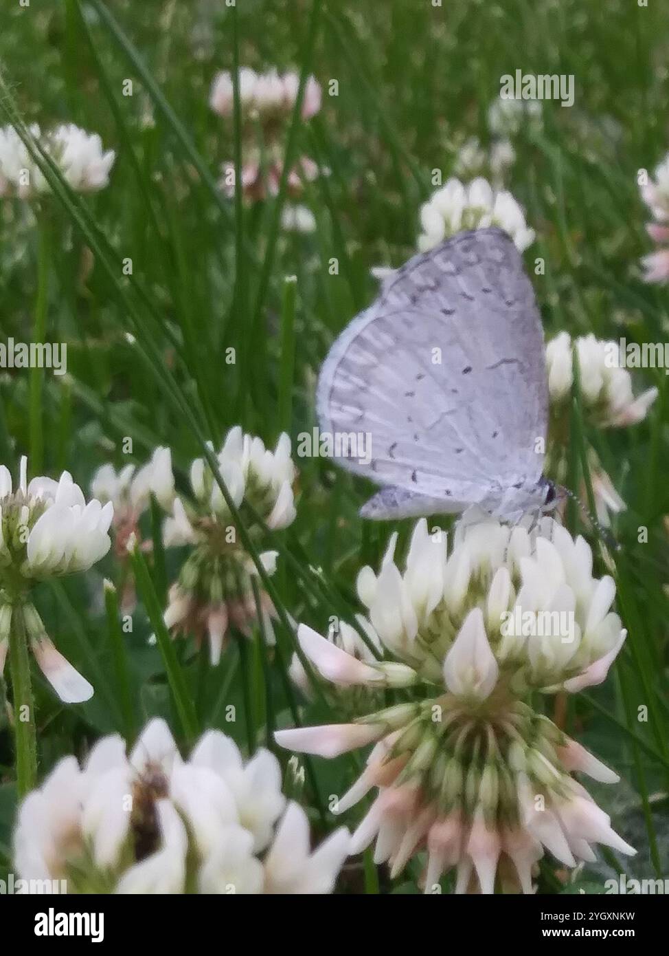 Holarctic Azures (Celastrina Stock Photo - Alamy