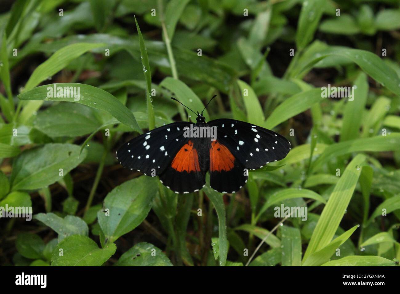 Crimson Patch (Chlosyne janais Stock Photo - Alamy