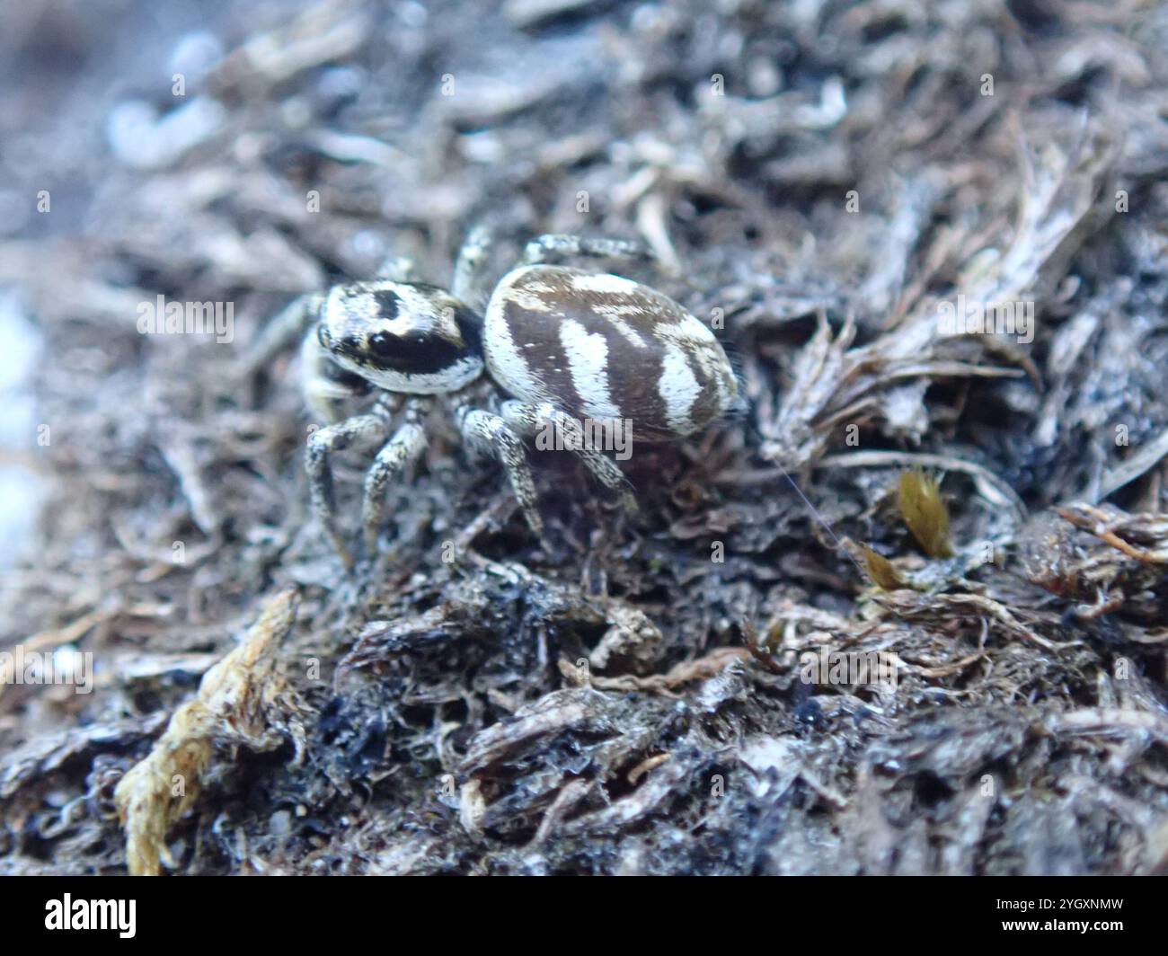 Zebra Jumping Spider (Salticus scenicus Stock Photo - Alamy