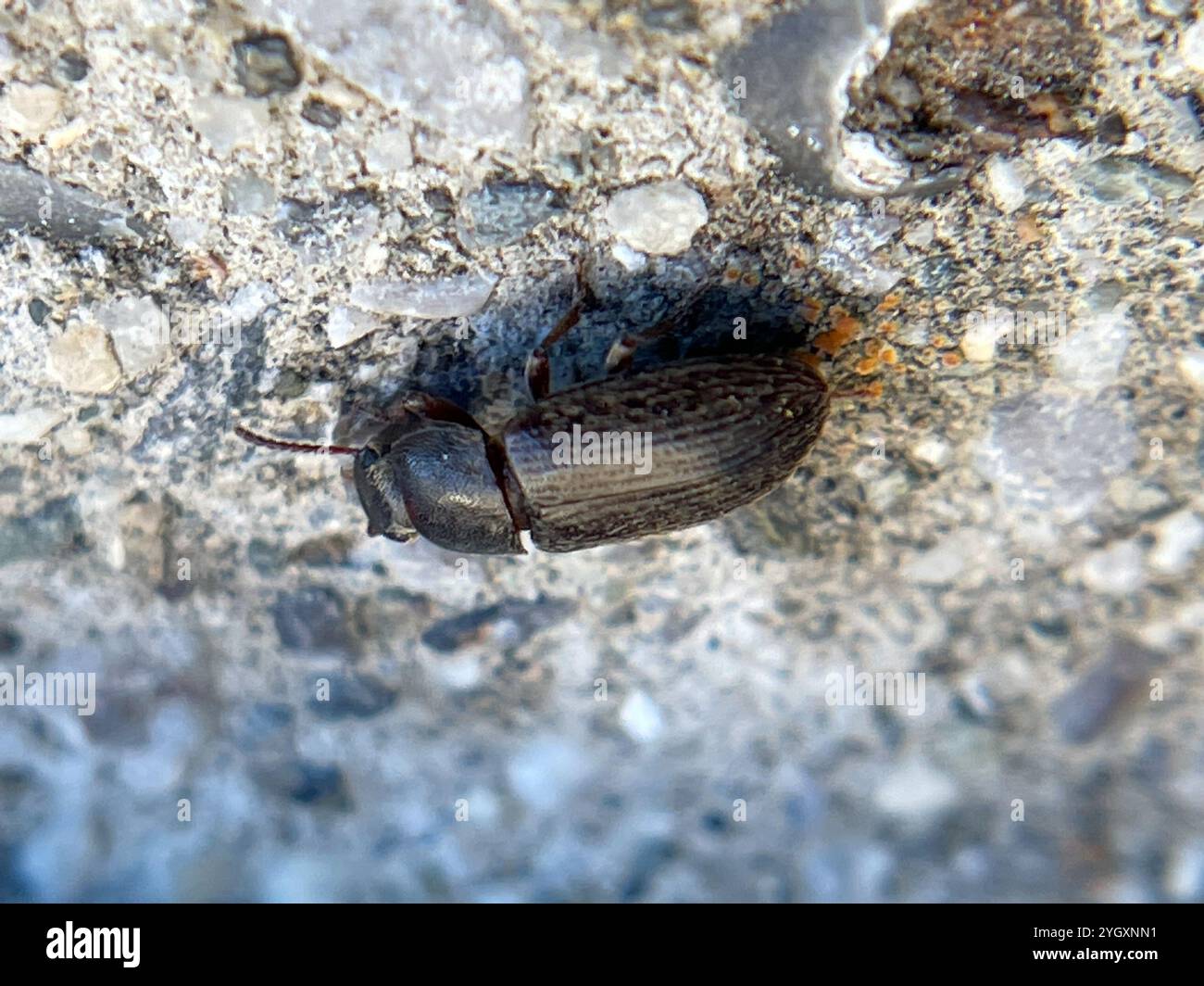 Darkling Beetles (Tenebrionidae Stock Photo - Alamy