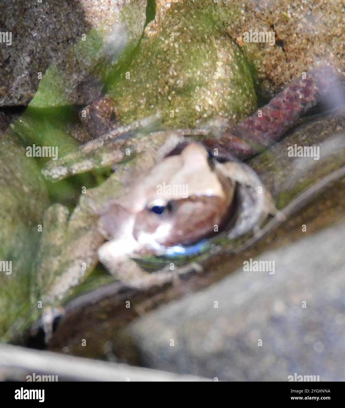Italian Stream Frog (Rana italica Stock Photo - Alamy