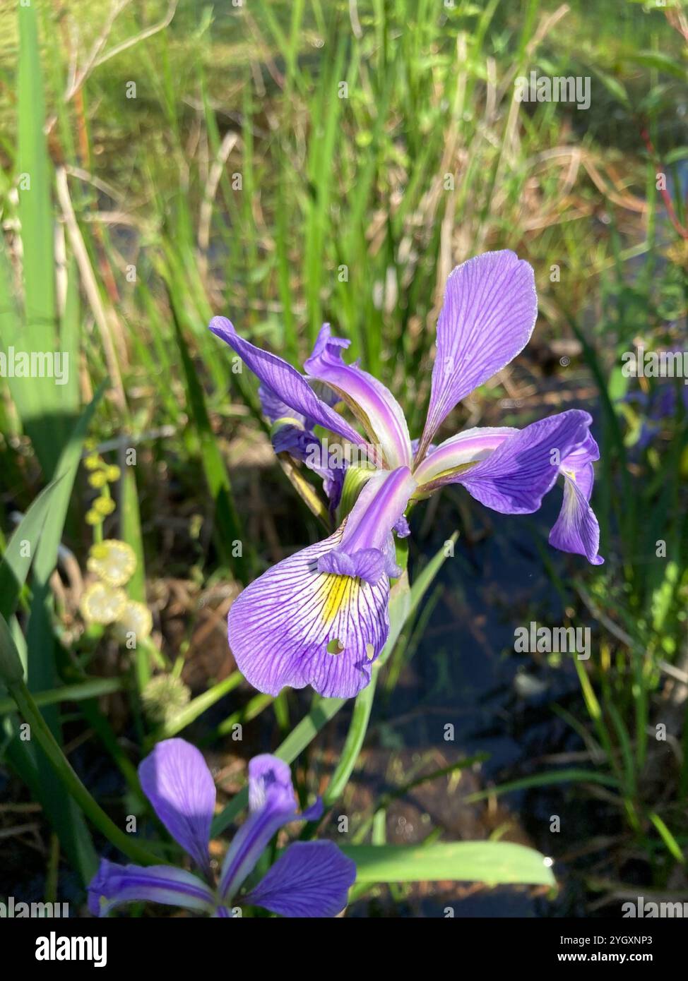 southern blue flag (Iris virginica Stock Photo - Alamy