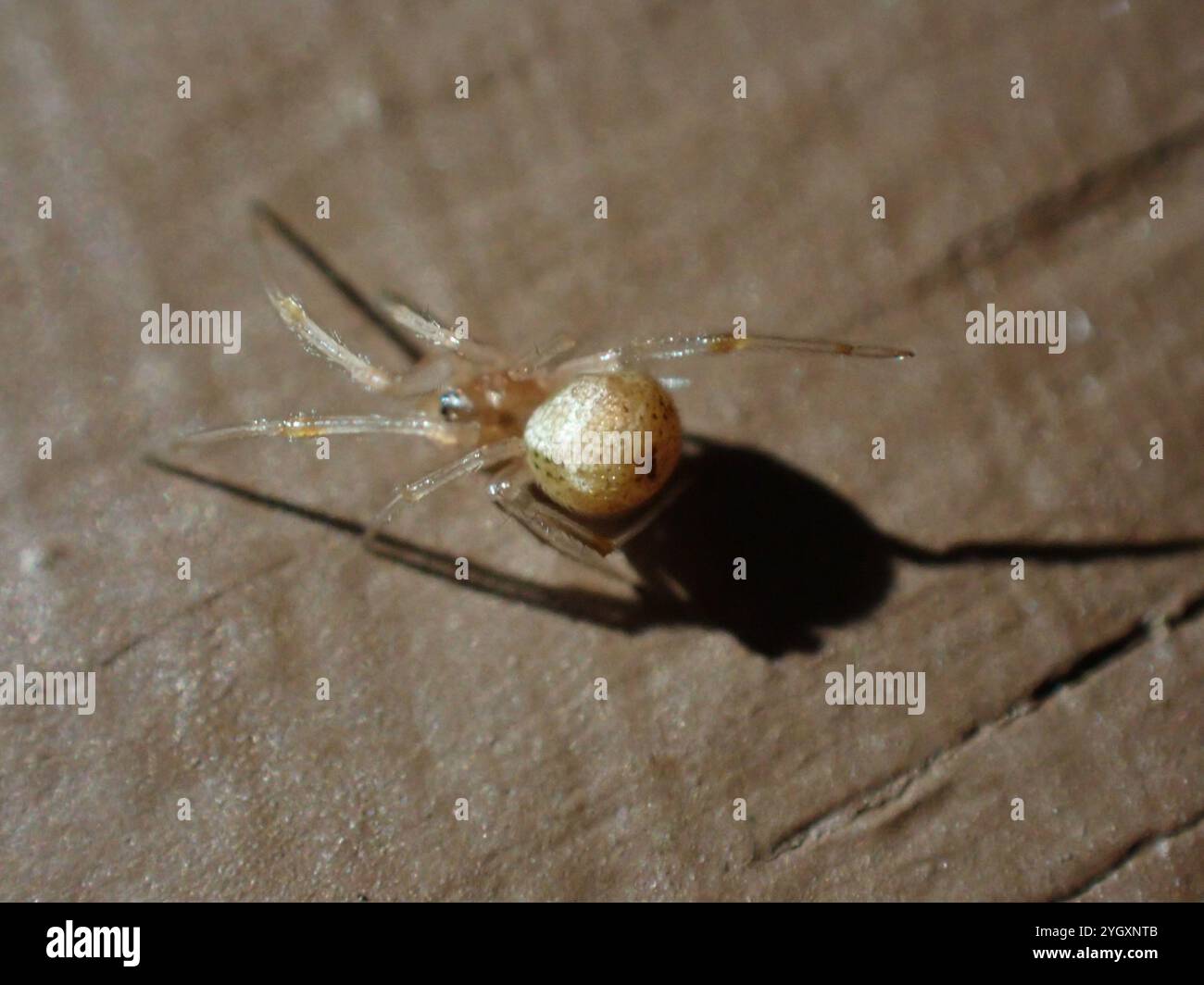 Comb-footed Spiders (Theridiidae Stock Photo - Alamy