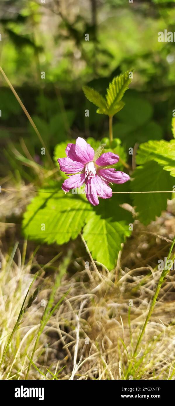 Arctic raspberry (Rubus arcticus Stock Photo - Alamy