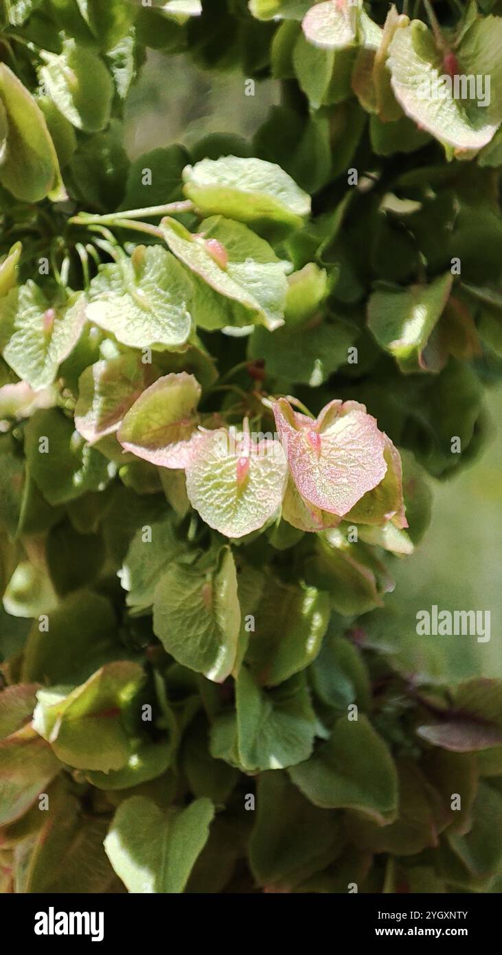 Patience Dock (Rumex patientia Stock Photo - Alamy
