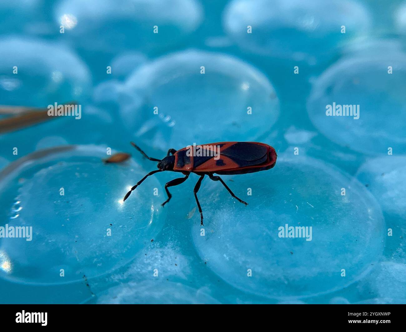 Mediterranean red bug (Scantius aegyptius Stock Photo - Alamy