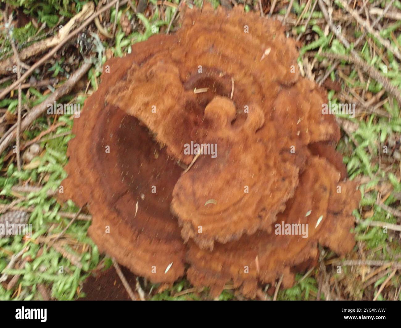 Dyer's Polypore (Phaeolus schweinitzii Stock Photo - Alamy