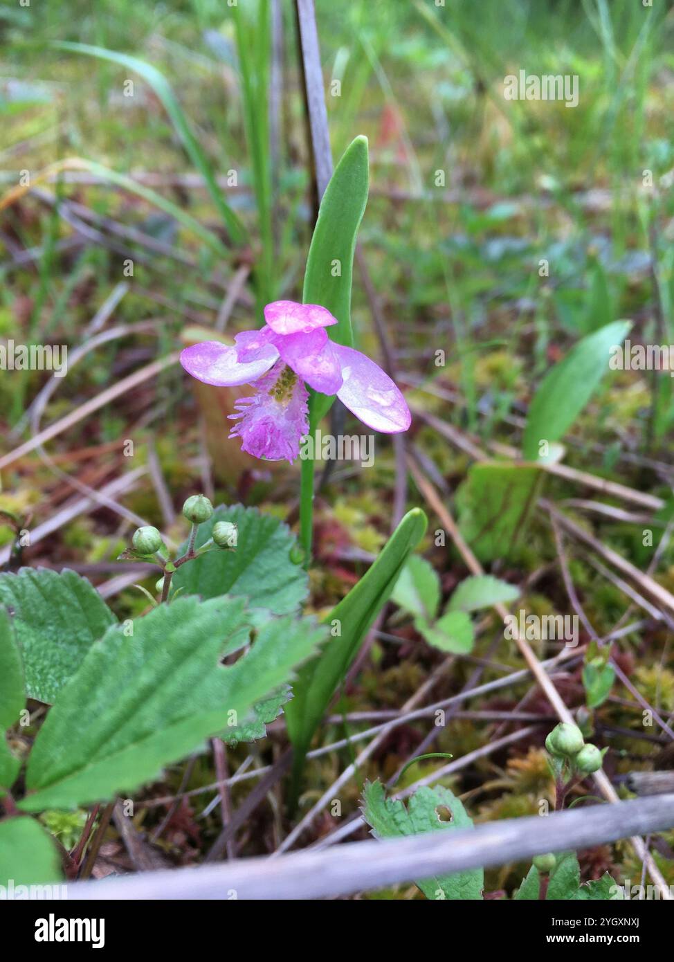Rose pogonia hi-res stock photography and images - Alamy