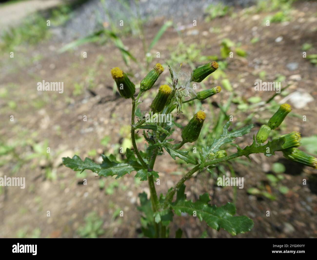 common groundsel (Senecio vulgaris Stock Photo - Alamy