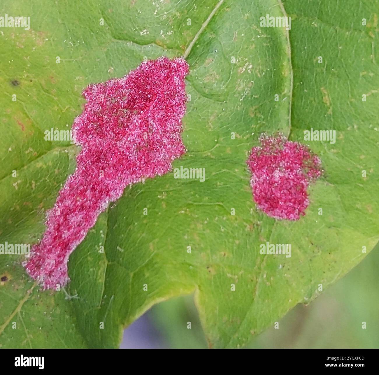 Gall and Rust Mites (Eriophyidae Stock Photo - Alamy
