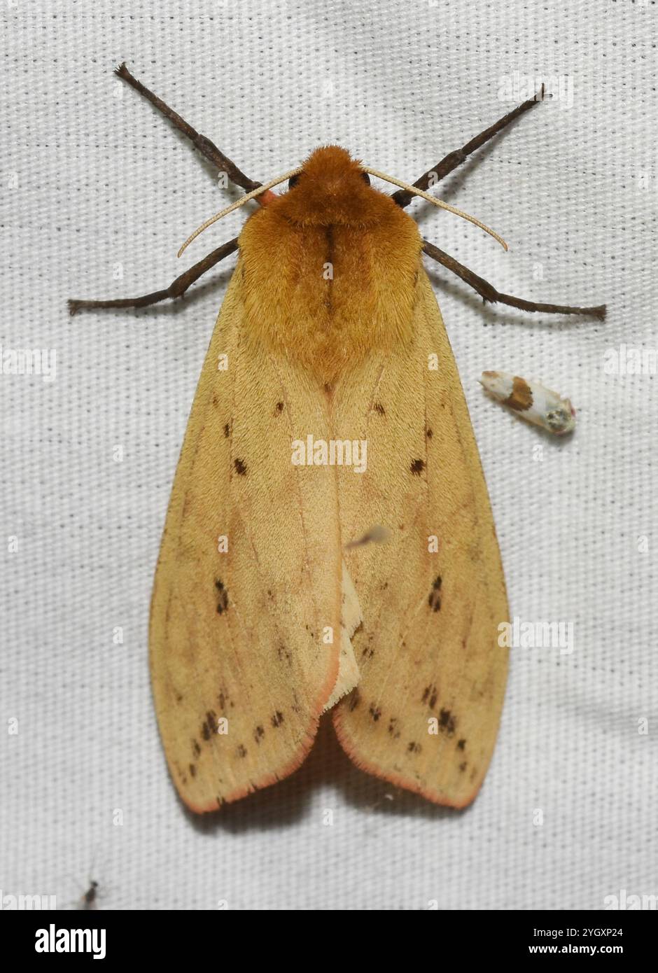 Isabella Tiger Moth (Pyrrharctia isabella Stock Photo - Alamy