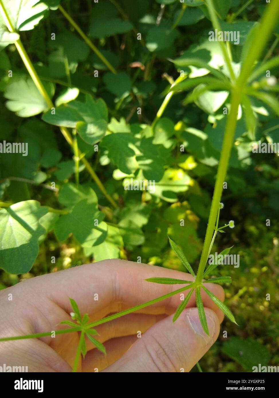catchweed bedstraw (Galium aparine Stock Photo - Alamy