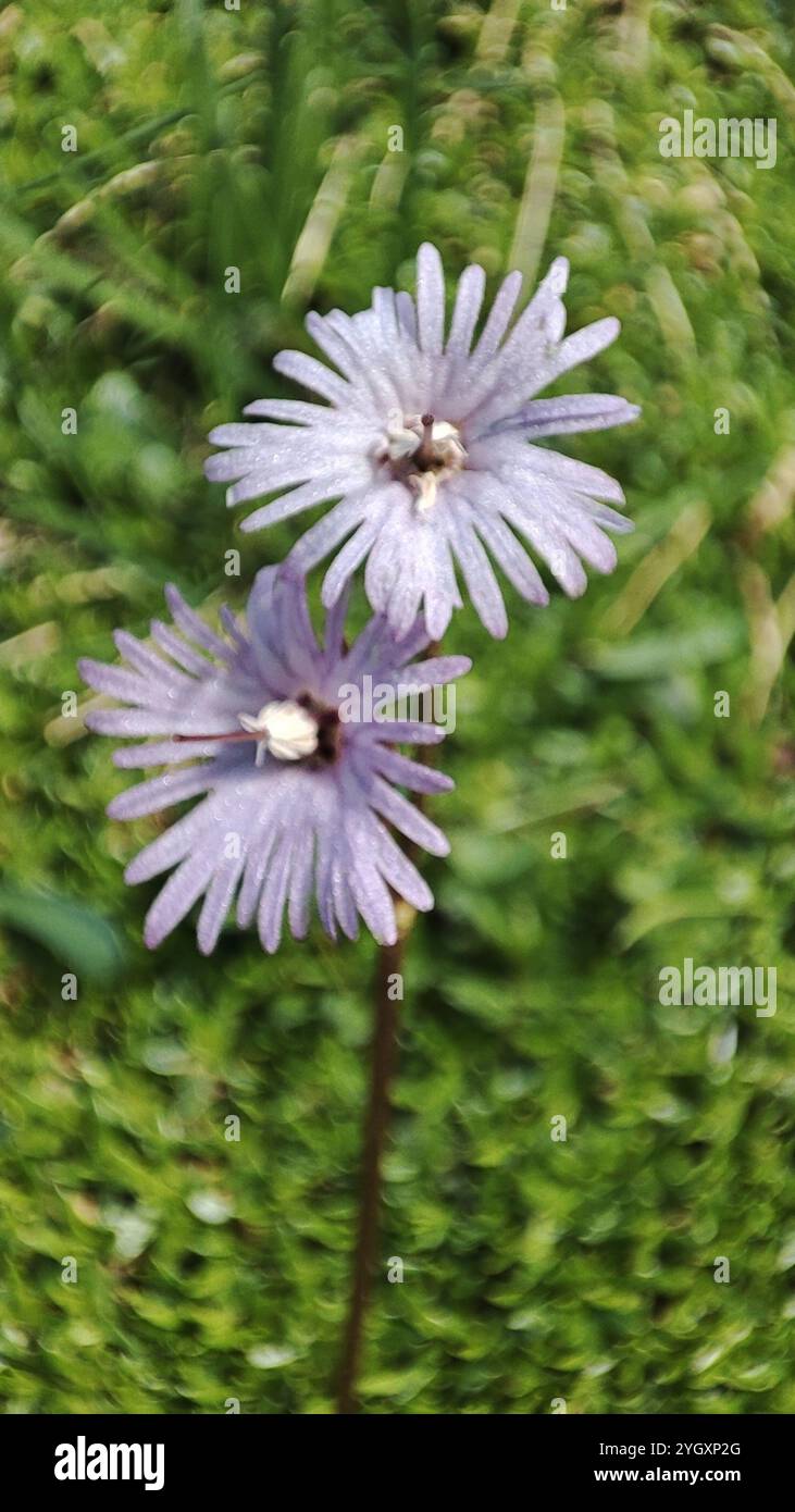 Alpine Snowbell (Soldanella alpina Stock Photo - Alamy