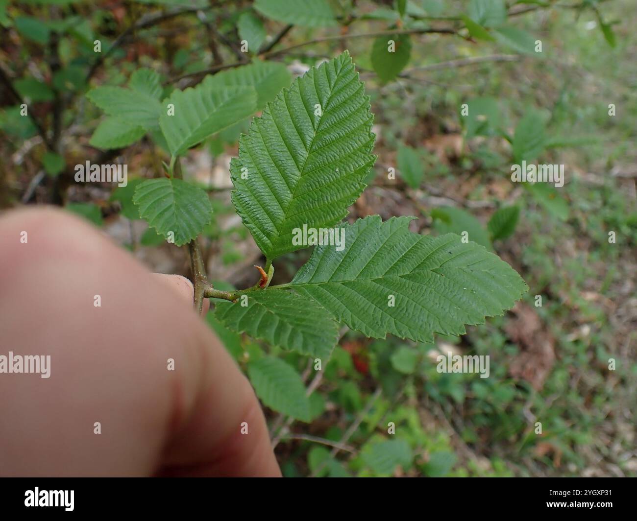 Red Alder (Alnus rubra Stock Photo - Alamy