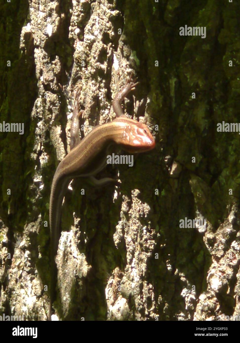 Common Five-lined Skink (Plestiodon fasciatus Stock Photo - Alamy