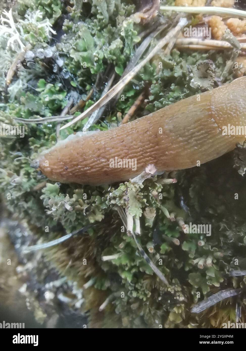 Northern Dusky Slug (Arion fuscus Stock Photo - Alamy