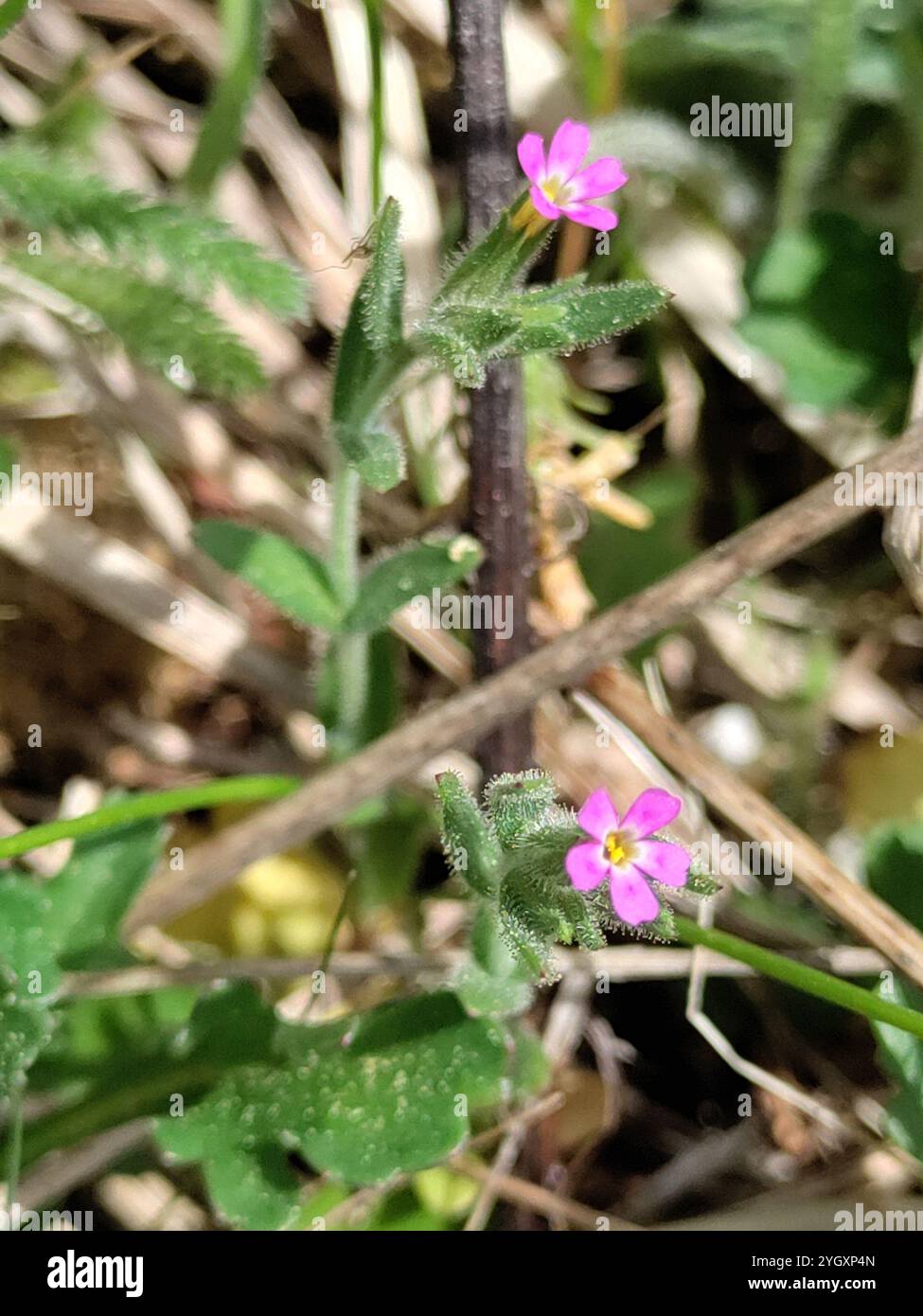 slender phlox (Microsteris gracilis Stock Photo - Alamy