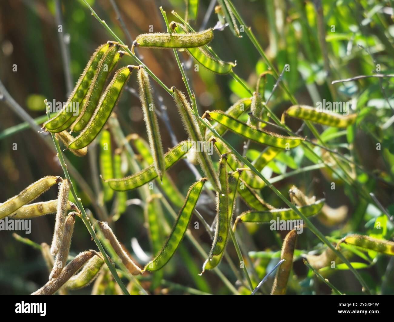 South African hoarypea (Tephrosia noctiflora Stock Photo - Alamy