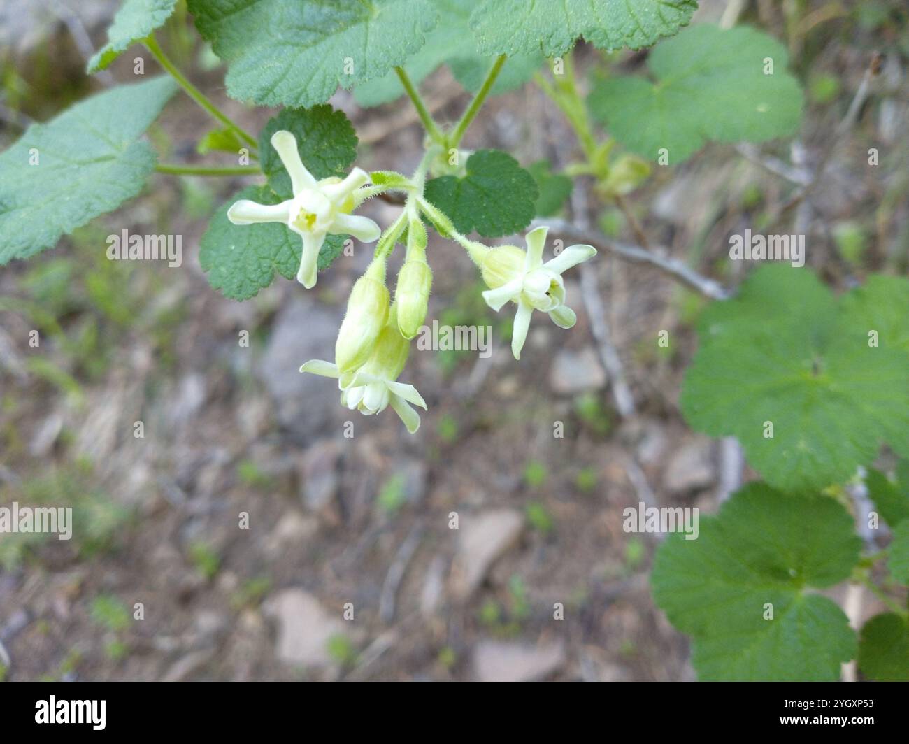 sticky currant (Ribes viscosissimum Stock Photo - Alamy