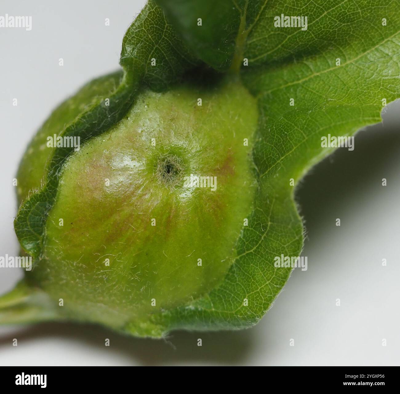 Oak Petiole Gall Wasp (Andricus quercuspetiolicola Stock Photo - Alamy