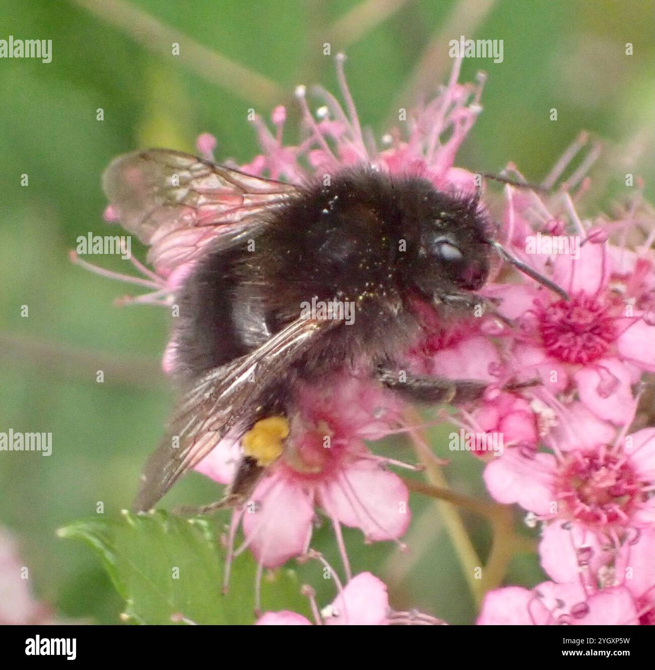 Tree Bumble Bee (Bombus hypnorum Stock Photo - Alamy