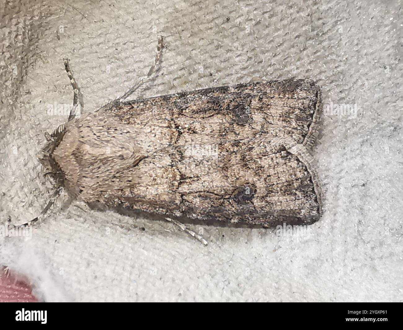 Turnip Moth (Agrotis segetum Stock Photo - Alamy