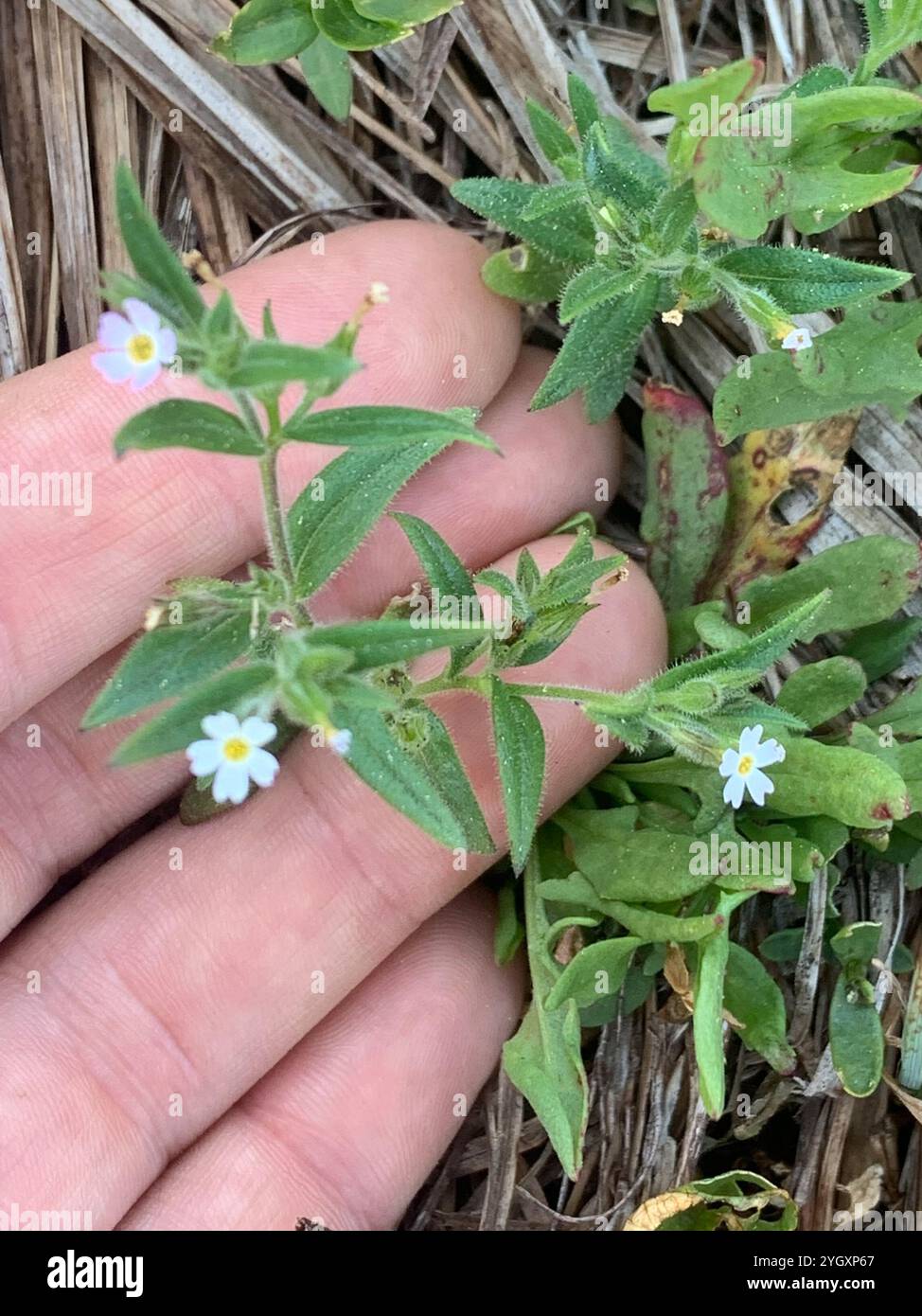 slender phlox (Microsteris gracilis Stock Photo - Alamy